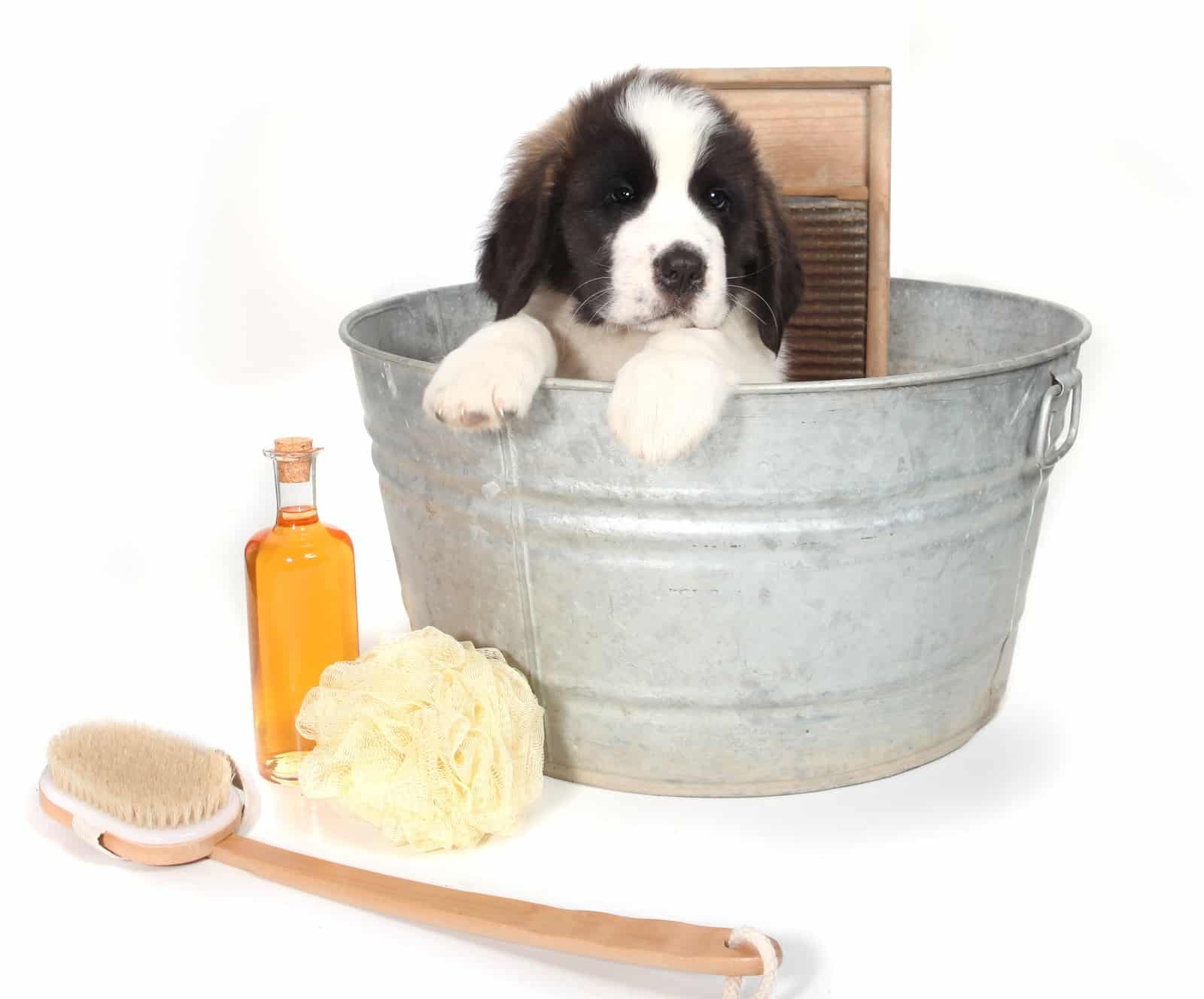 Comment toiletter un chien, comment laver un chien, traitement eau ...
